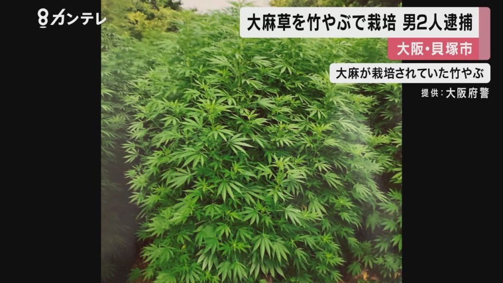 Osaka: Pair nabbed for growing marijuana in bamboo grove - TokyoReporter
