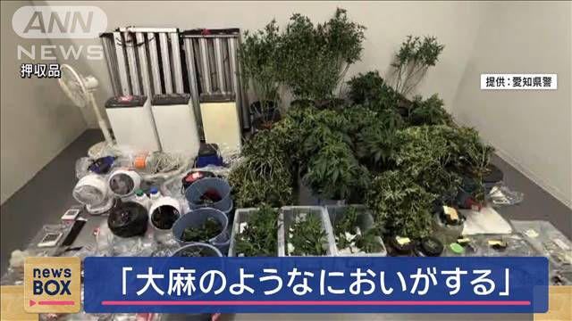 Aichi pair nabbed for growing marijuana in house - TokyoReporter